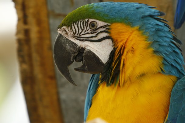 Ree Dyrepark - Spotted